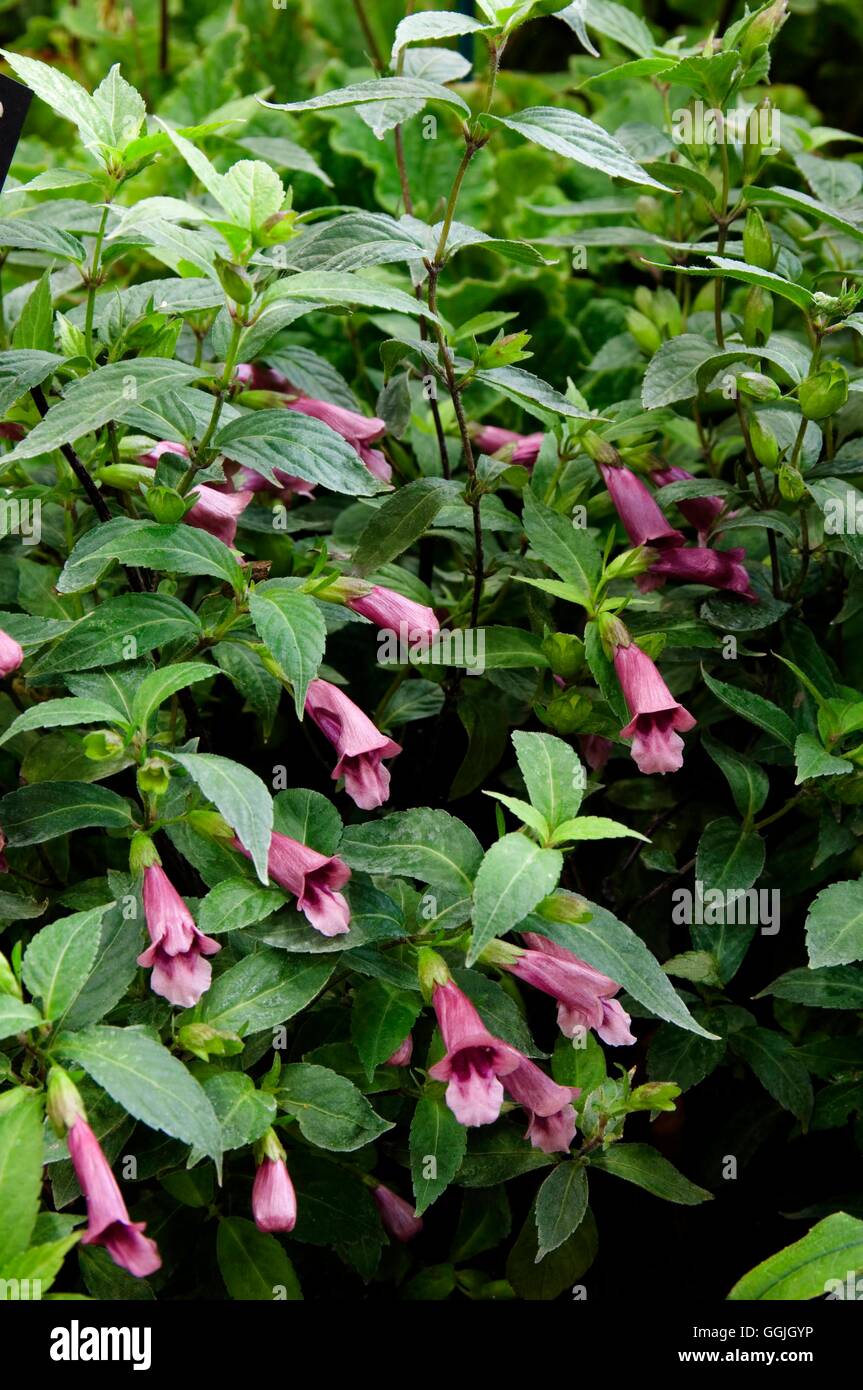 Chelonopsis yagiharana MIW252799 Stock Photo - Alamy