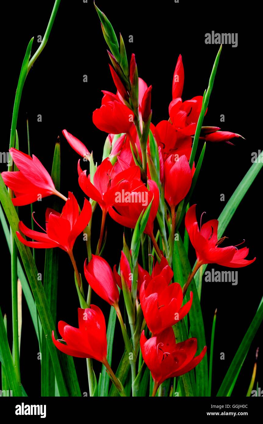 Schizostylis coccinea 'Major' MIW252813 Stock Photo - Alamy