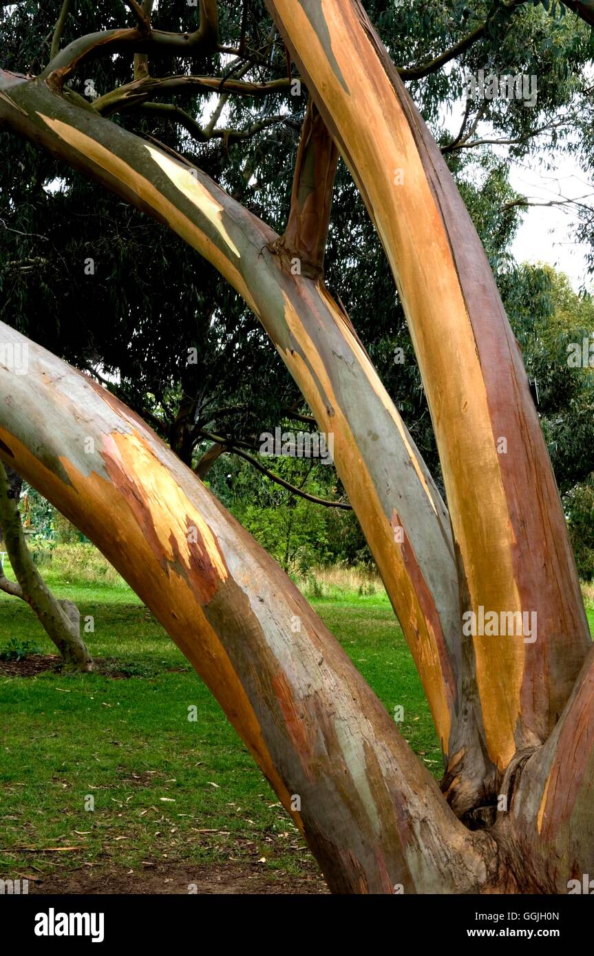 Spinning gum hi-res stock photography and images - Alamy
