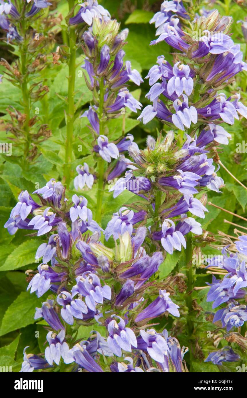 Lobelia hi-res stock photography and images - Alamy
