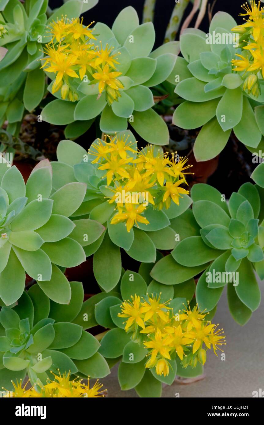 Sedum palmeri MIW252847 Stock Photo - Alamy