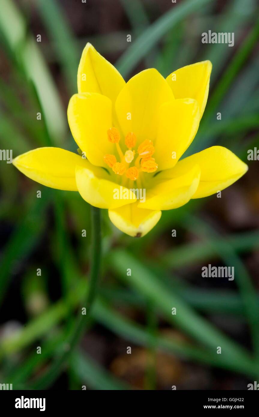 Ipheion sellowianum hi-res stock photography and images - Alamy