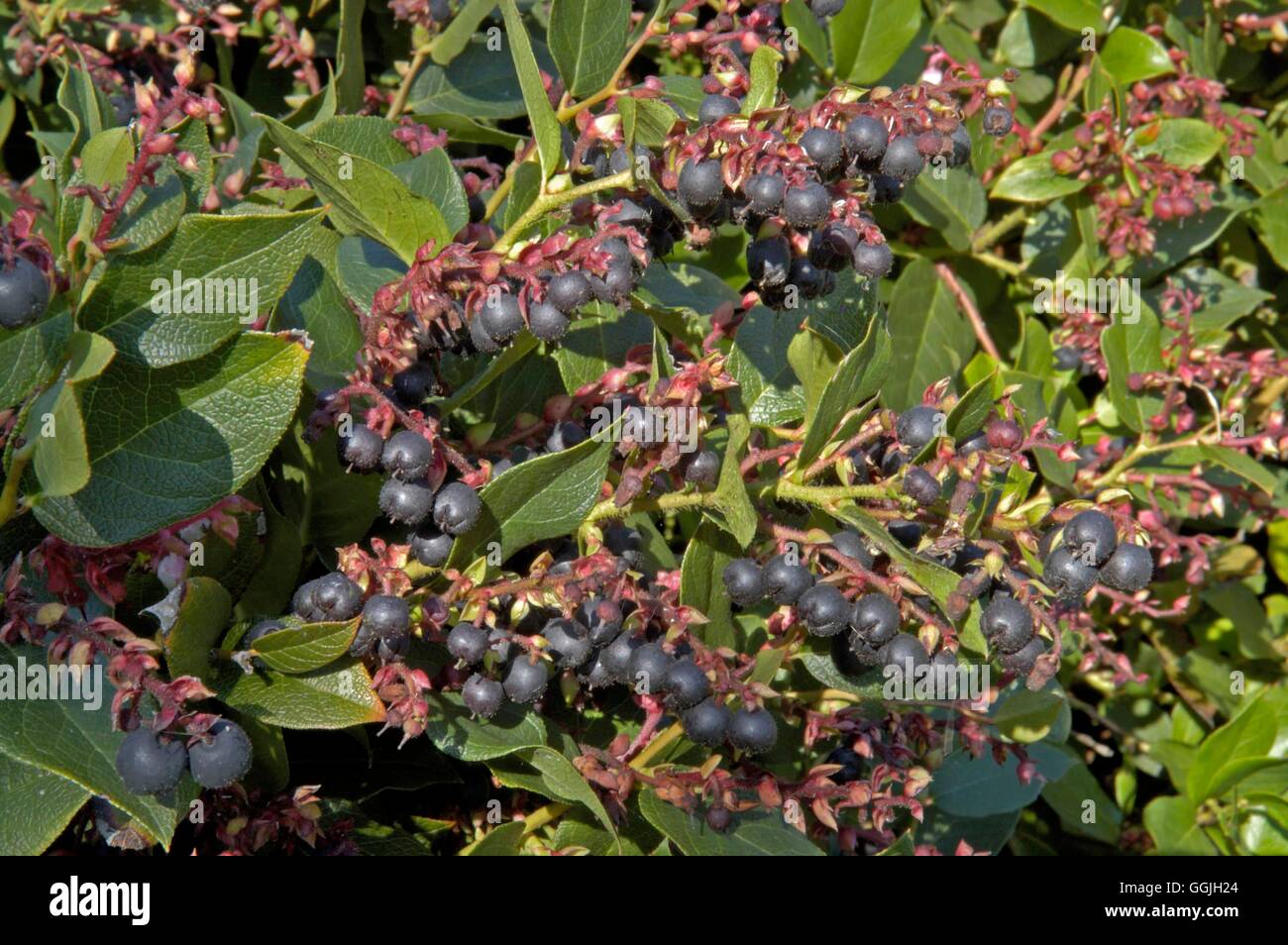 Gaultheria shallon MIW252850 Stock Photo - Alamy