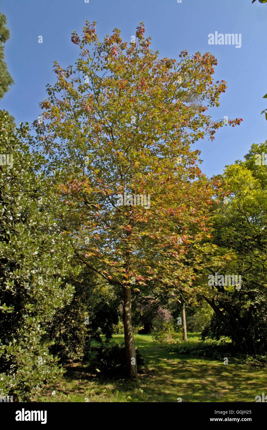 Acer rubrum schlesingeri hi-res stock photography and images - Alamy