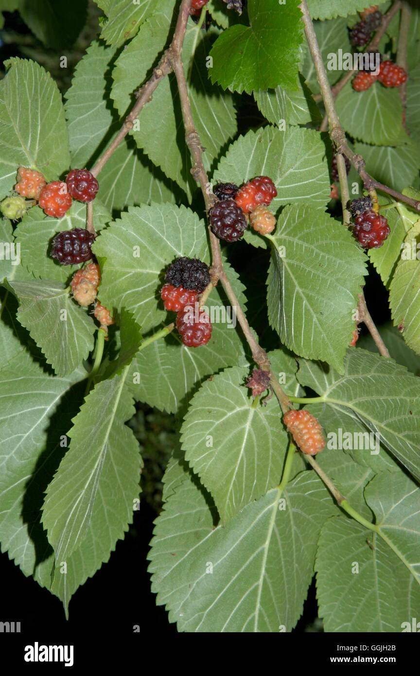 Morus nigra- - Mulberry MIW252855 Stock Photo - Alamy
