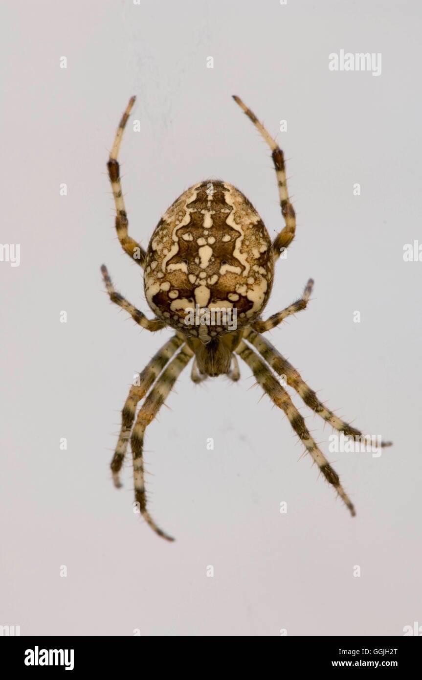 Spider - Garden- - (Araneus diadematus) MIW252868 Stock Photo - Alamy