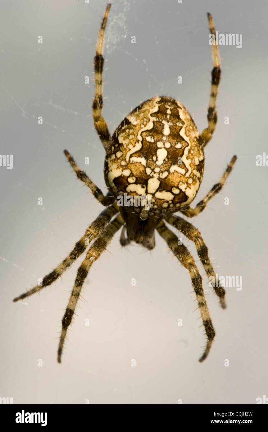 Araneus diadematus araneus hi-res stock photography and images - Alamy