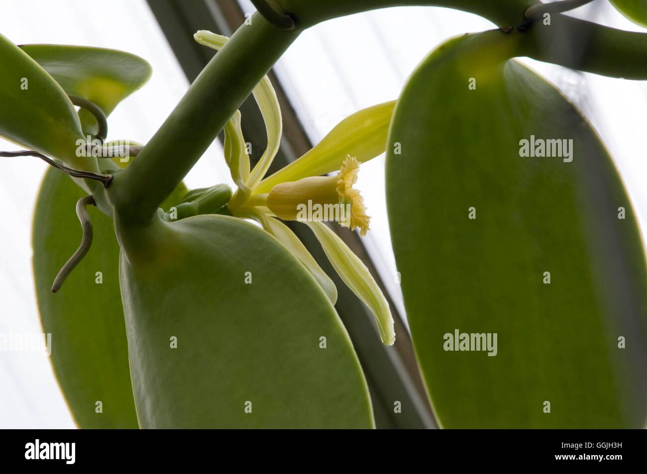 Vanilla planifolia hi-res stock photography and images - Alamy