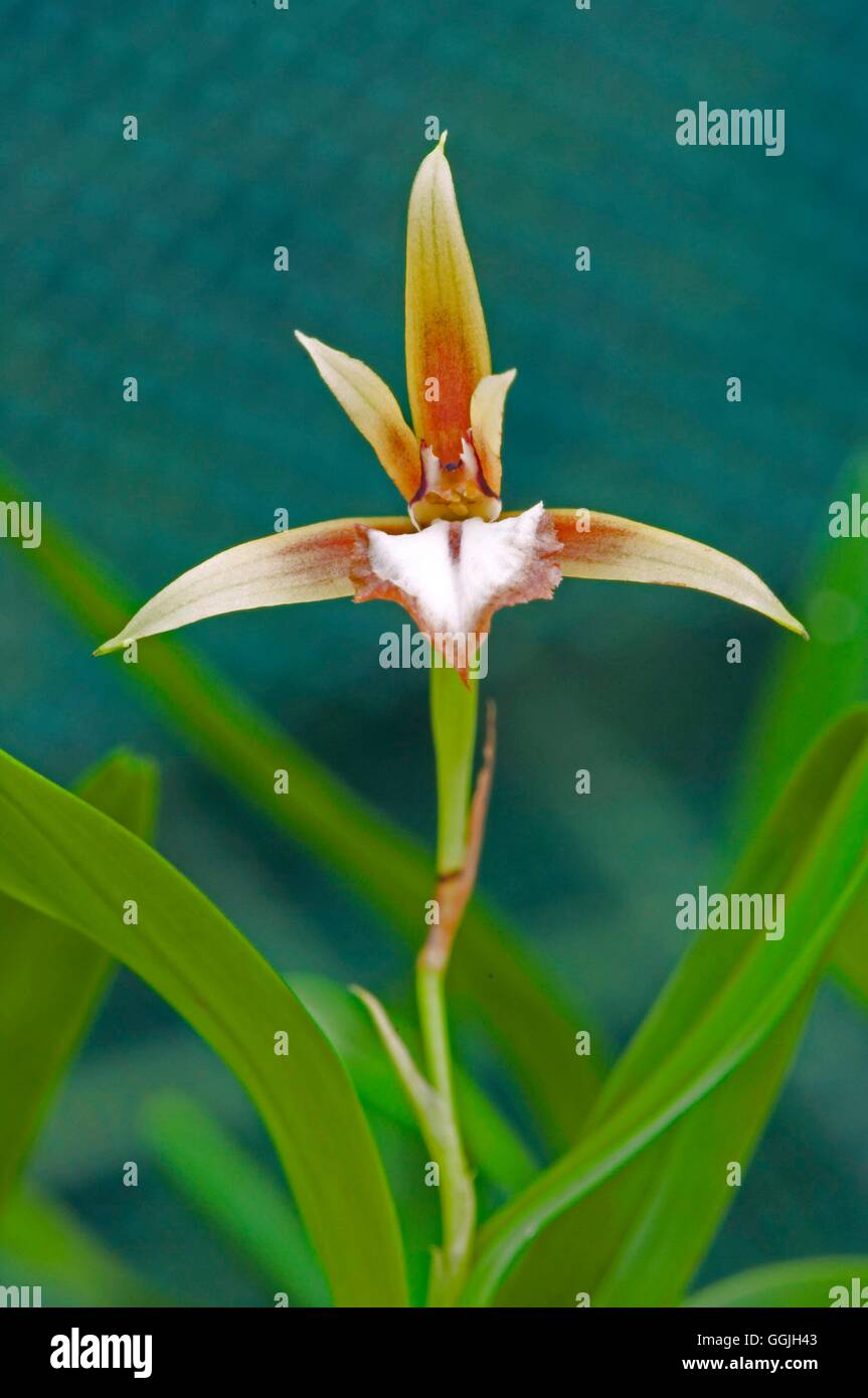 252920 hi-res stock photography and images - Alamy