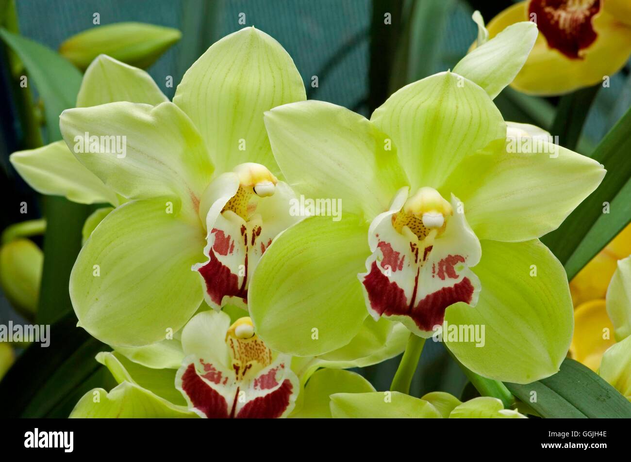 Cymbidium 'Limefrost' MIW252929 Stock Photo - Alamy