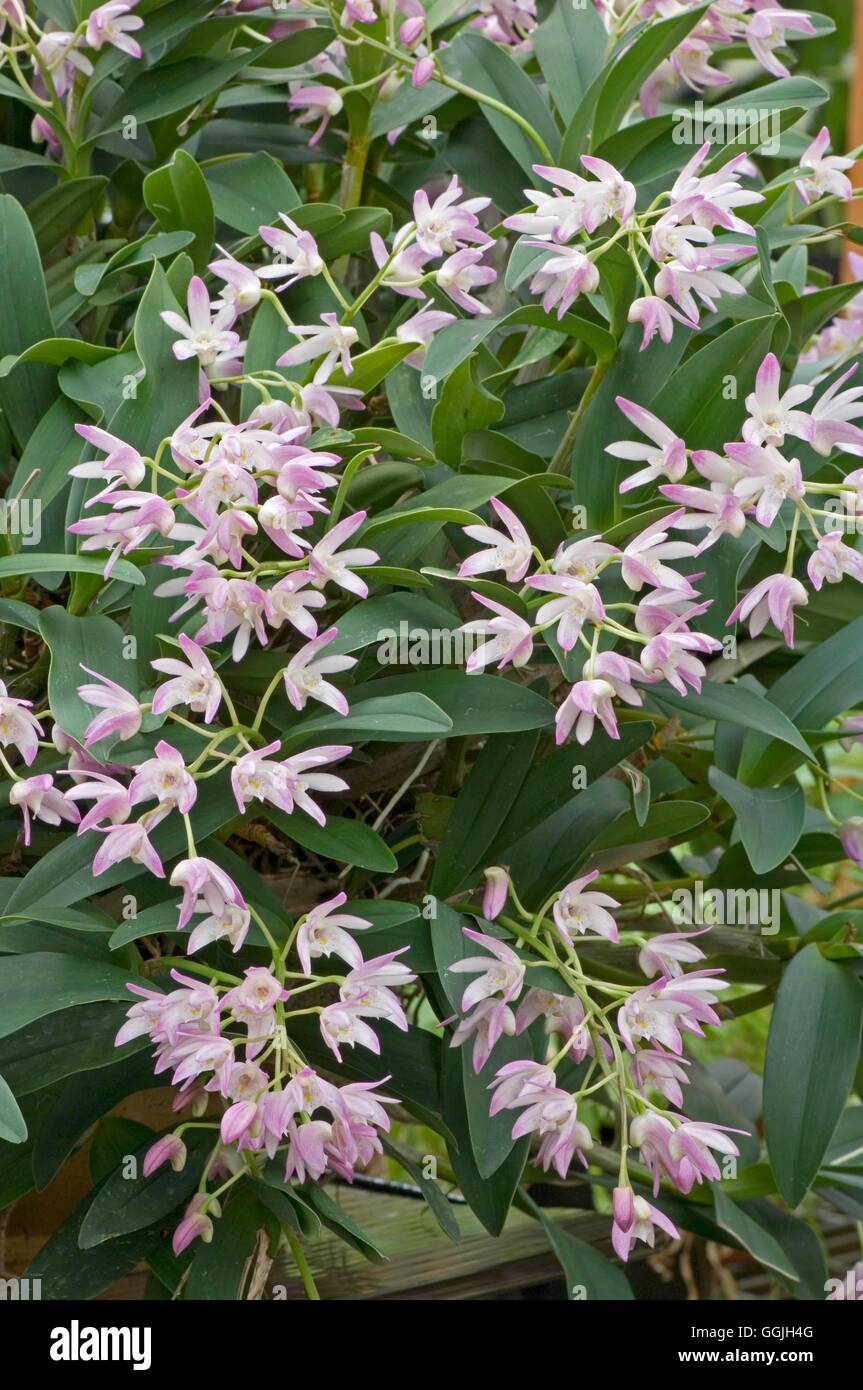 Dendrobium hi-res stock photography and images - Alamy