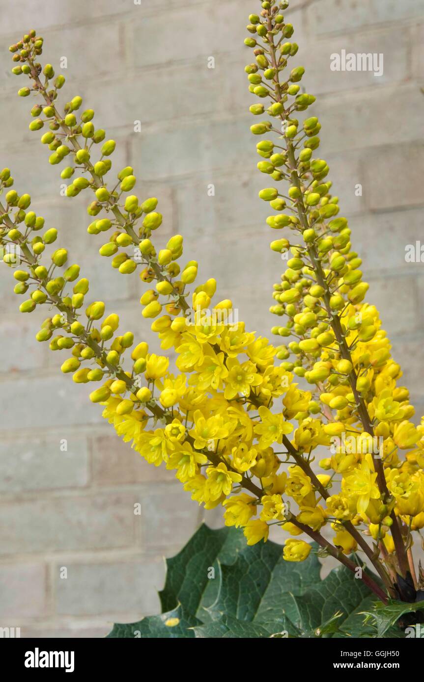 Mahonia siamensis MIW252940 Stock Photo - Alamy