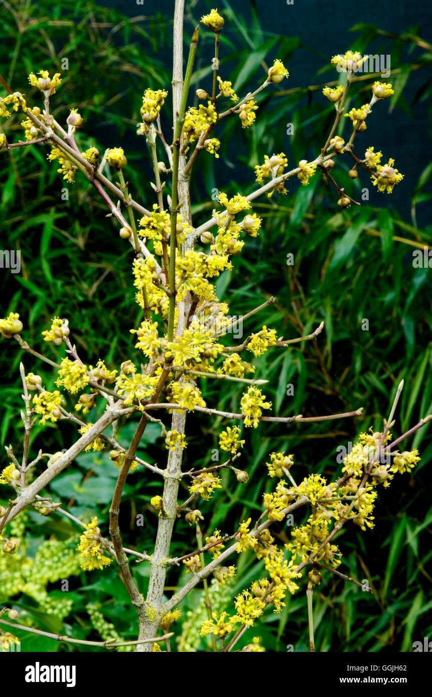 Cornus shrub hi-res stock photography and images - Alamy