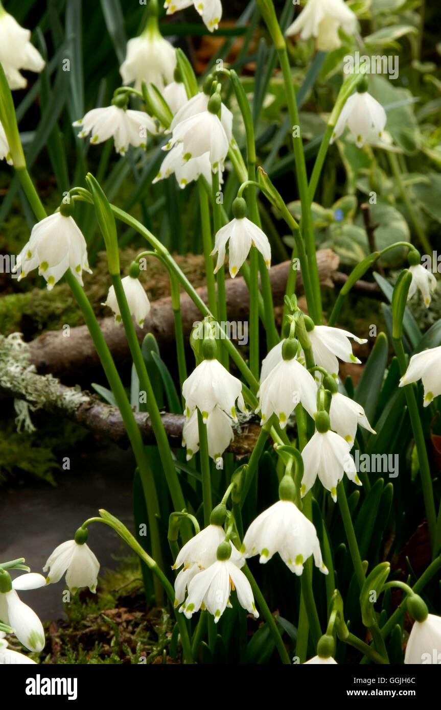 Leucojum hi-res stock photography and images - Alamy