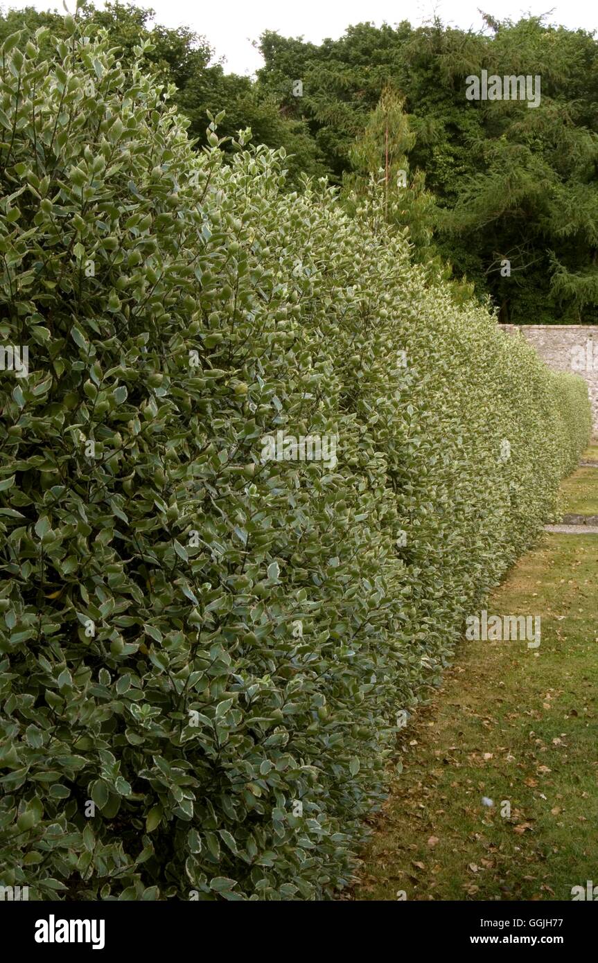 Pittosporum hedge hi-res stock photography and images - Alamy