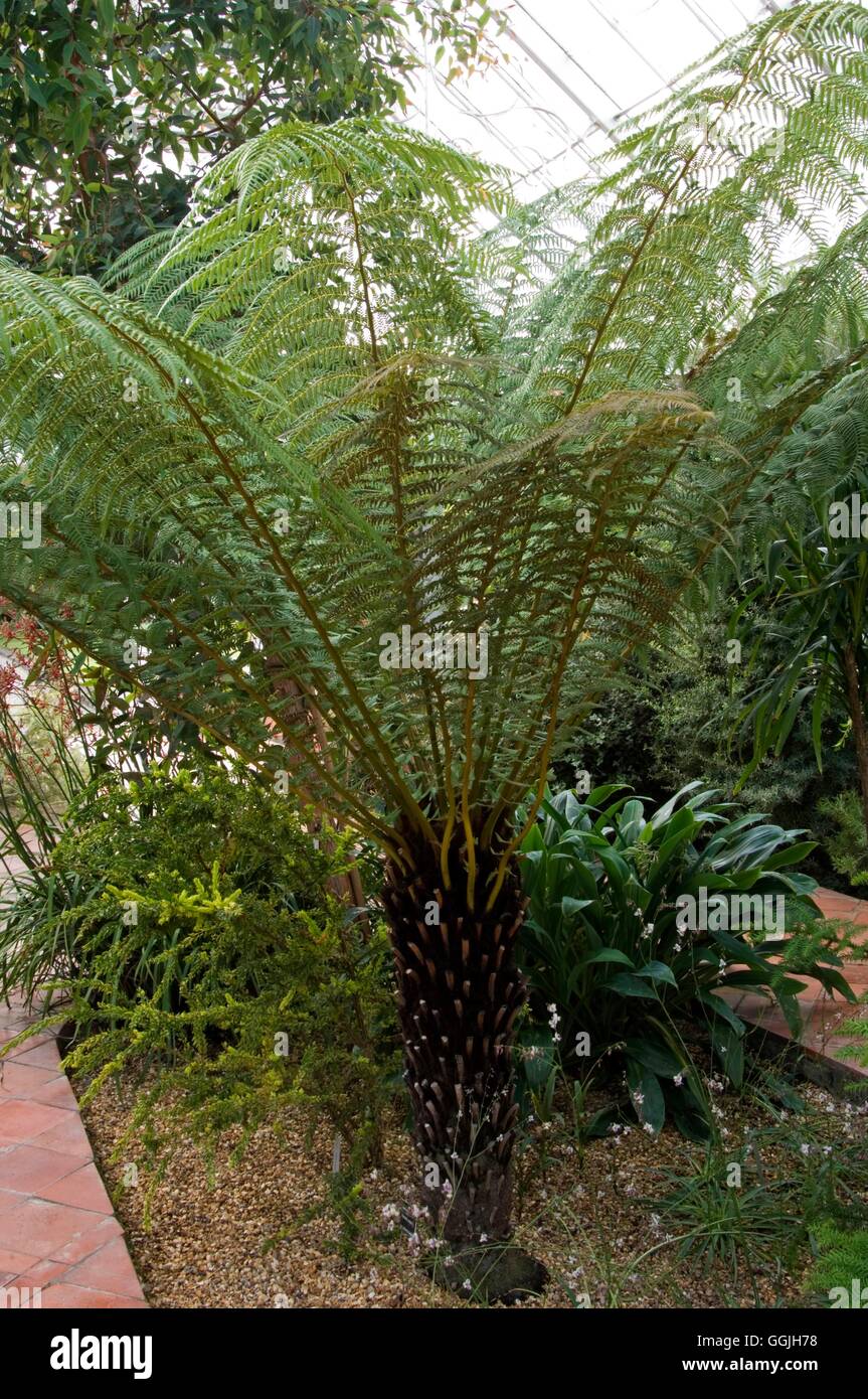 Cythea hi-res stock photography and images - Alamy