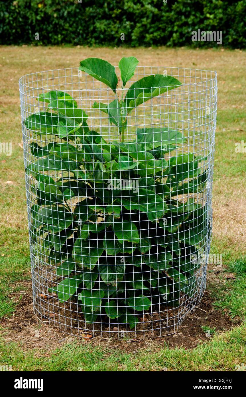 Protection Against Pests- - Shrub protected against Rabbits MIW252994 ...