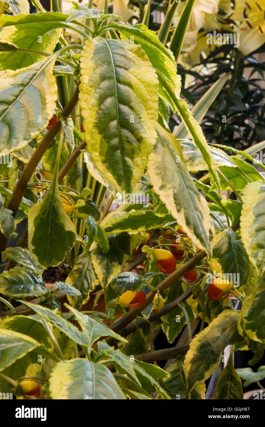 Impatiens niamniamensis 'African Queen Variegated' MIW253007 Stock ...