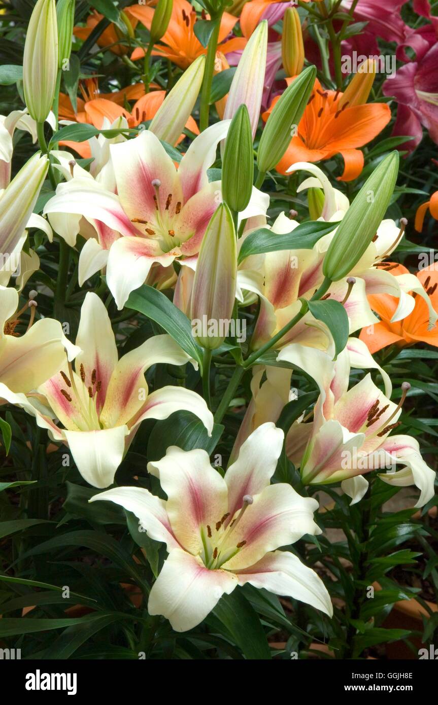 Lilium 'Nymph' MIW253013 Stock Photo - Alamy