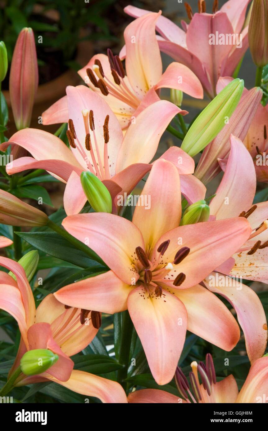 Lilium 'Salmon Pride' MIW253019 Stock Photo - Alamy