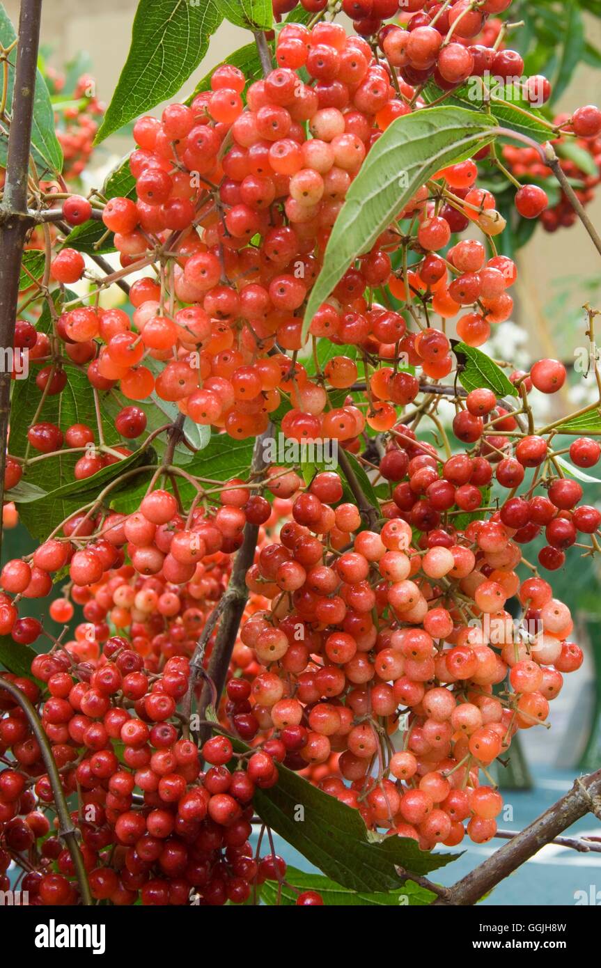 Viburnum betulifolium MIW253023 Stock Photo - Alamy