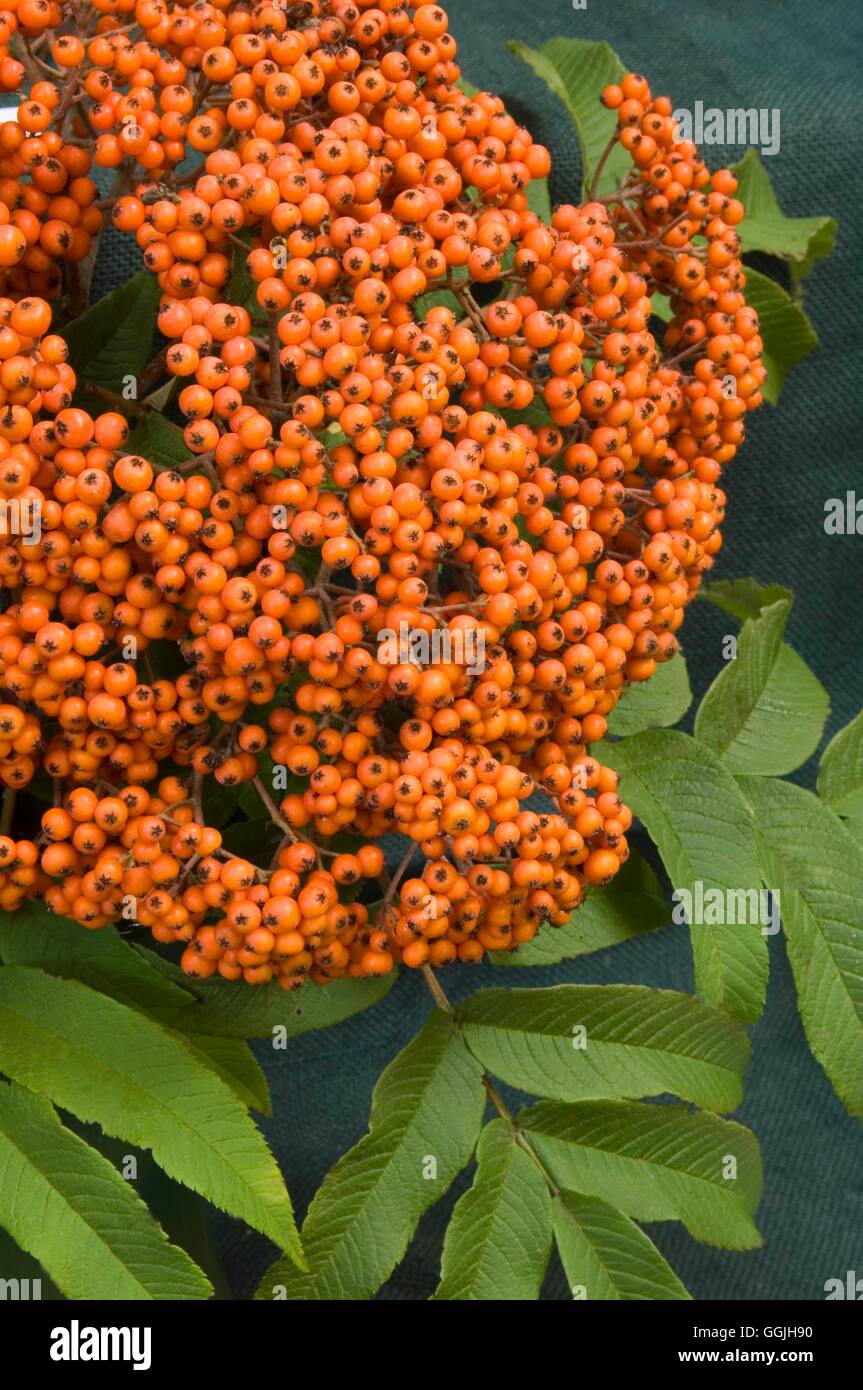 Sorbus berries hi-res stock photography and images - Alamy