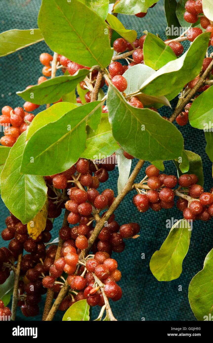 Elaeagnus shrub hi-res stock photography and images - Alamy