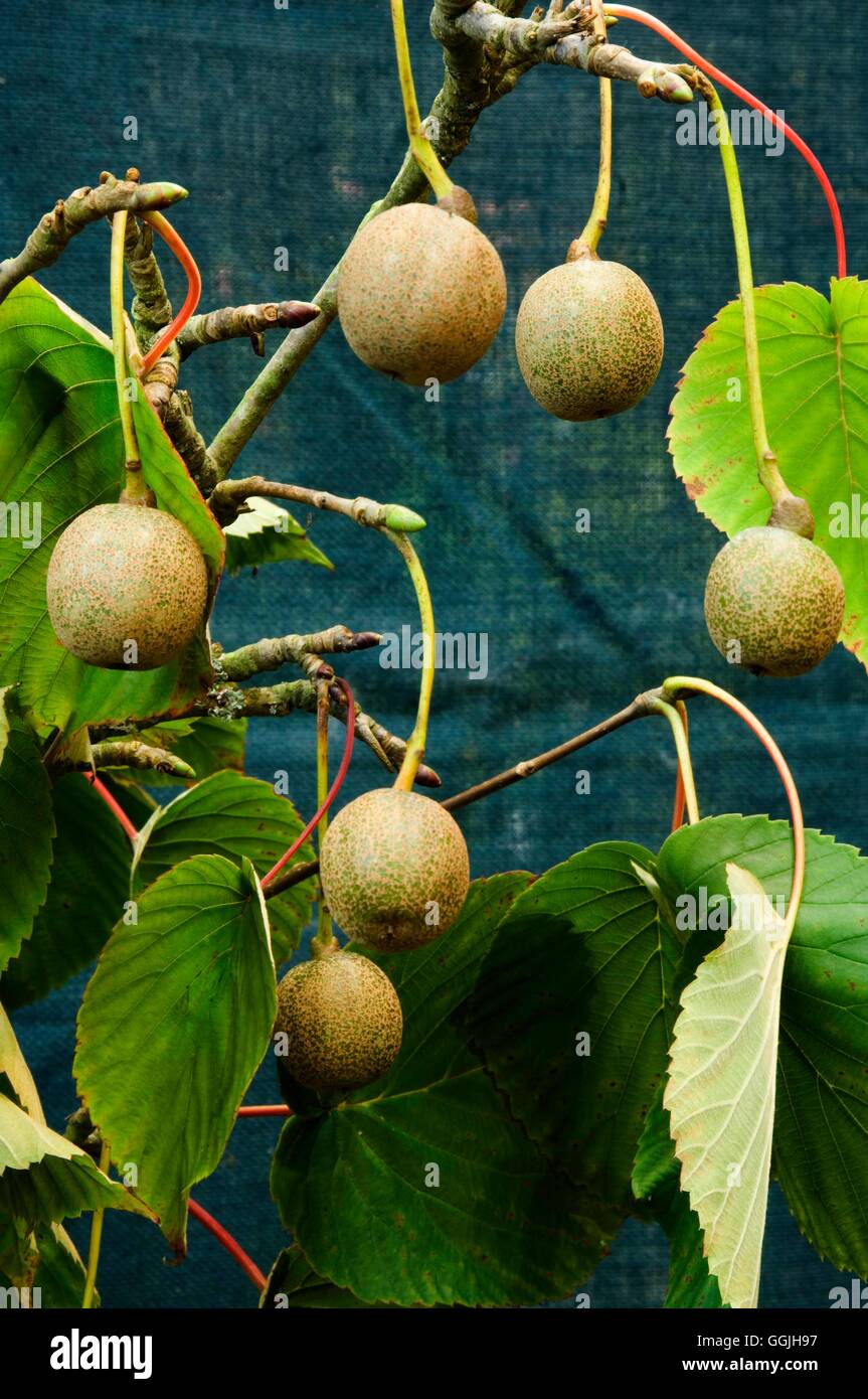 Davidia involucrata MIW253029 Stock Photo - Alamy