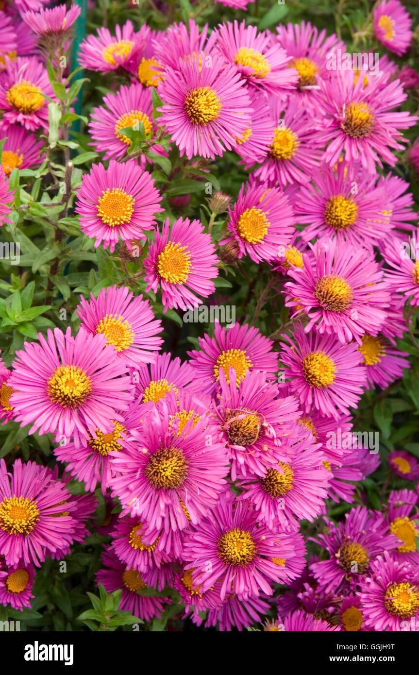 Aster novae angliae paul gerber hi-res stock photography and images - Alamy