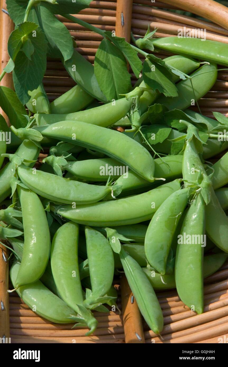 Sugar ann pea hi-res stock photography and images - Alamy