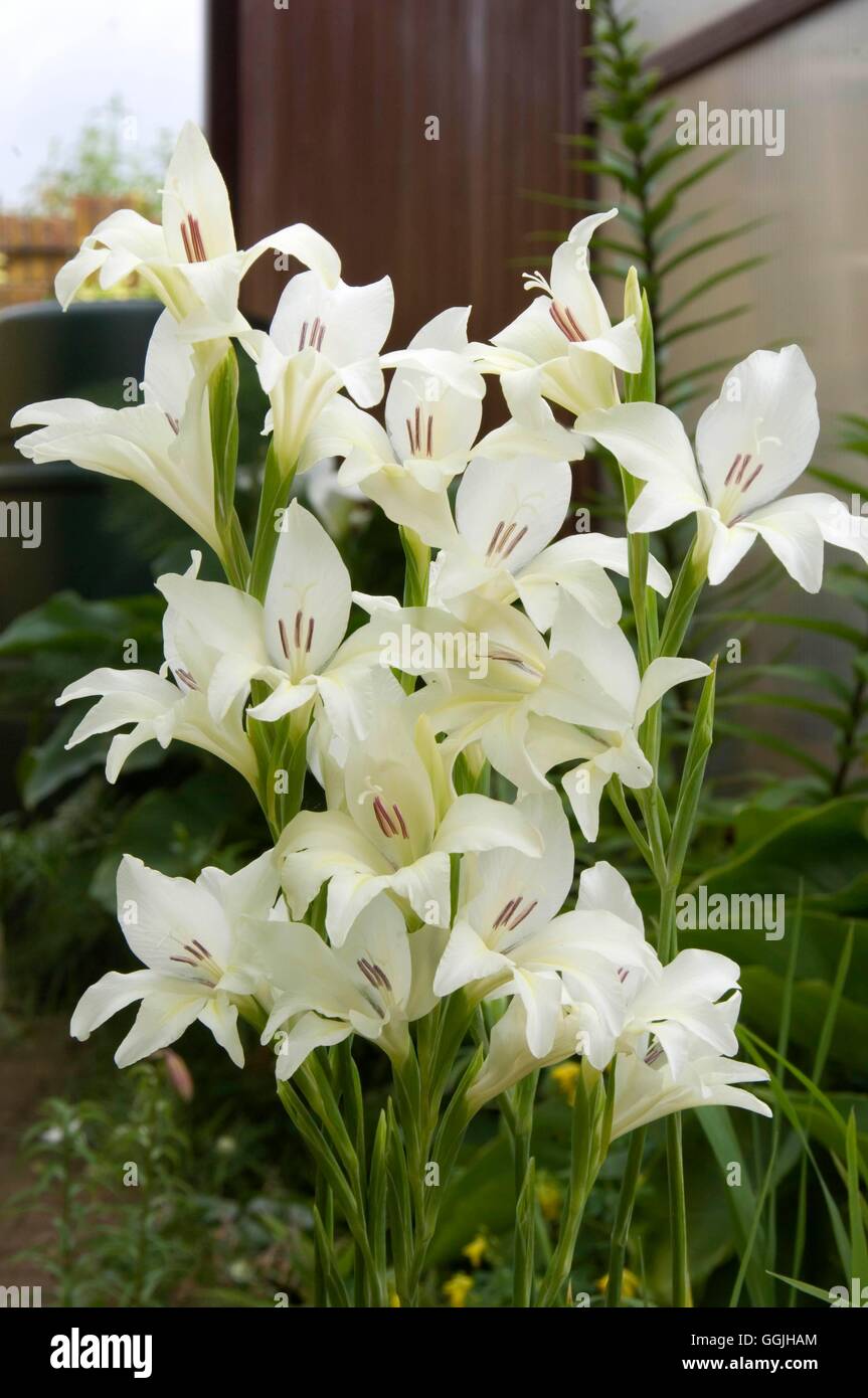 Gladiolus The Bride High Resolution Stock Photography and Images - Alamy