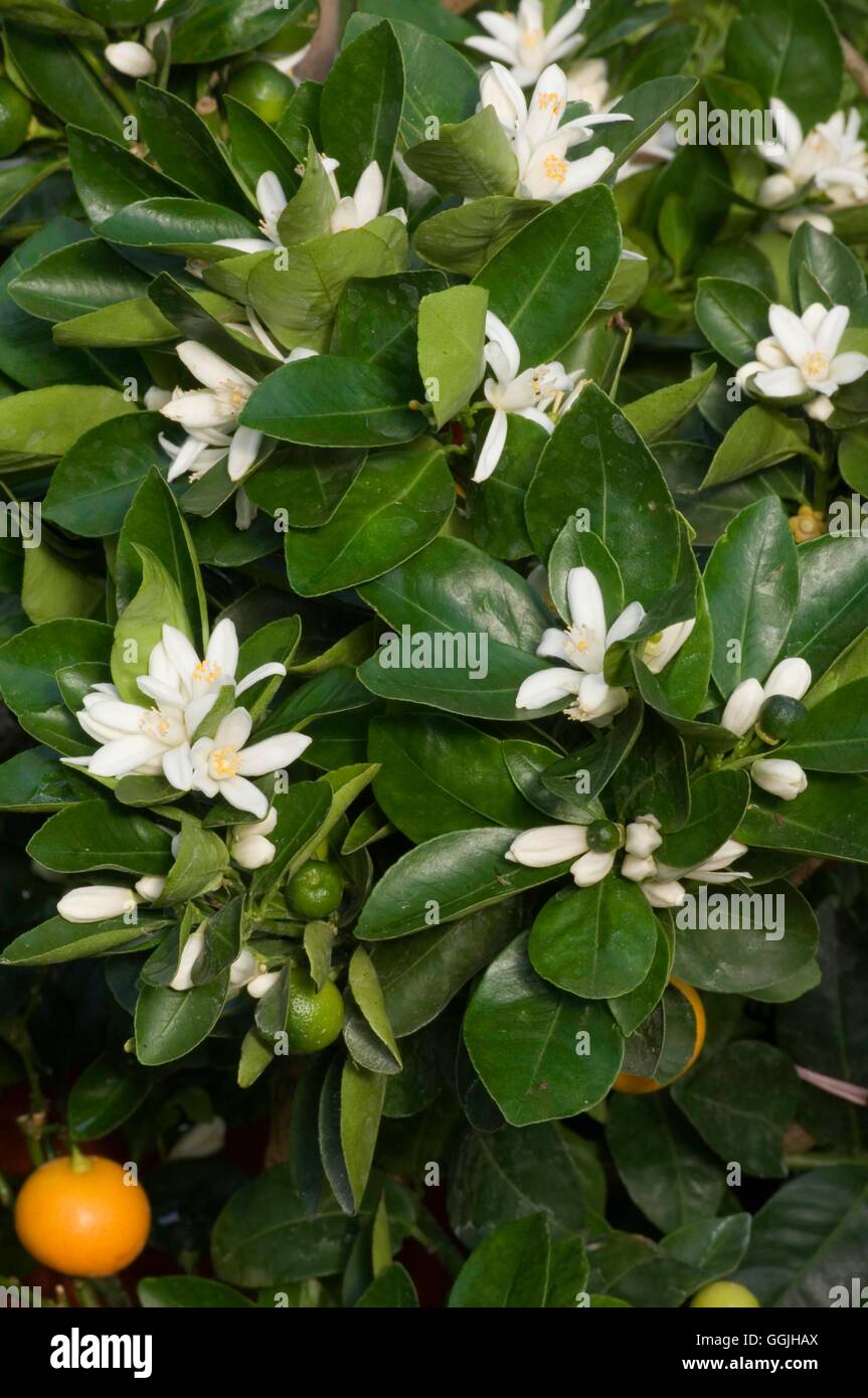 X Citrofortunella microcarpa- showing blossom- - Calamondin Orange ...