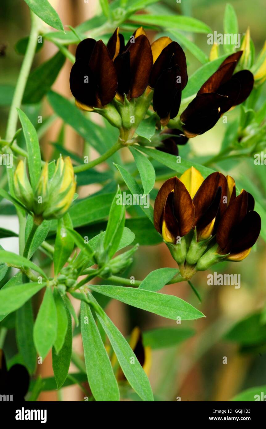 Lotus jacobaeus MIW253070 Stock Photo - Alamy