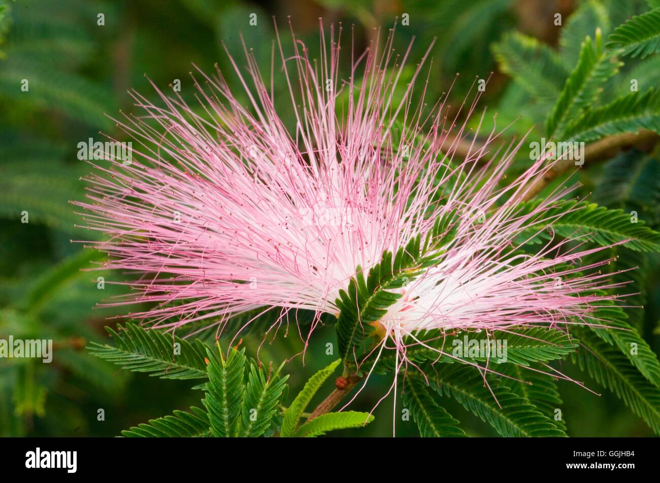 Calliandra dixie pink hi-res stock photography and images - Alamy