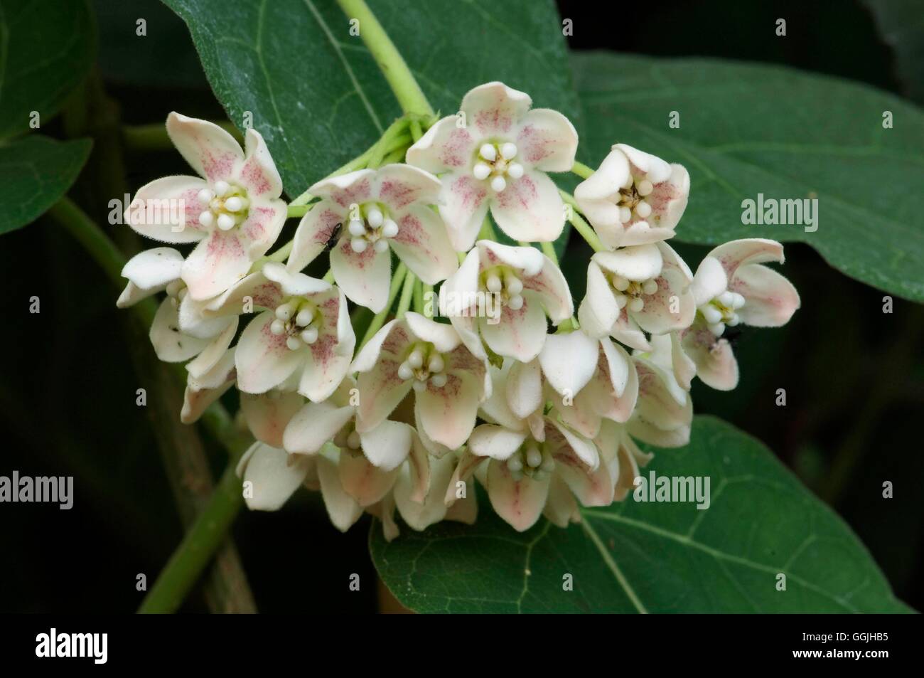 Watakaki hi-res stock photography and images - Alamy