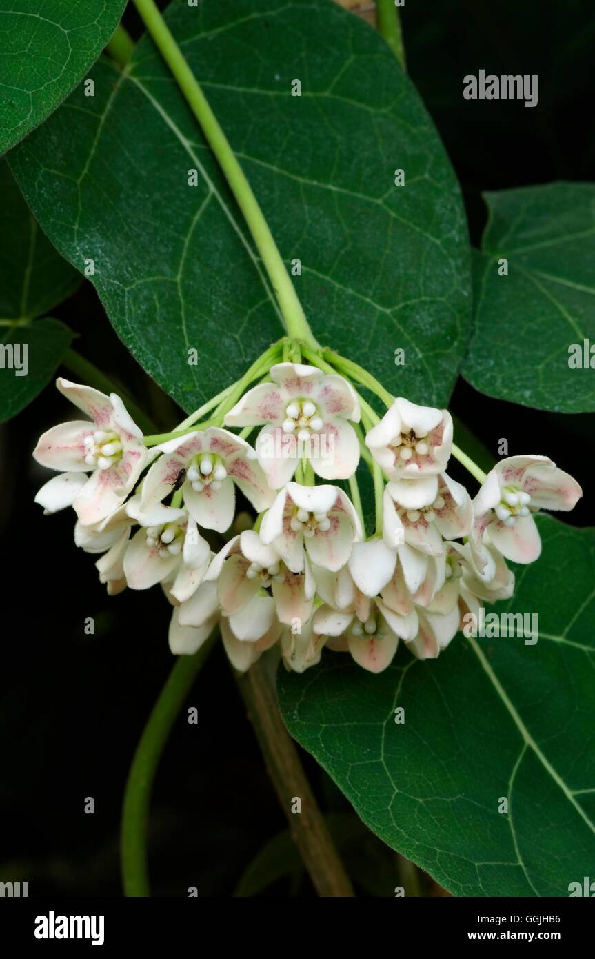 Dregea sinensis MIW253073 Stock Photo - Alamy