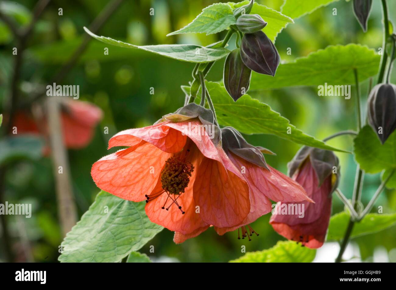 Abutilon 'Sunset Cream' MIW253075 Stock Photo - Alamy