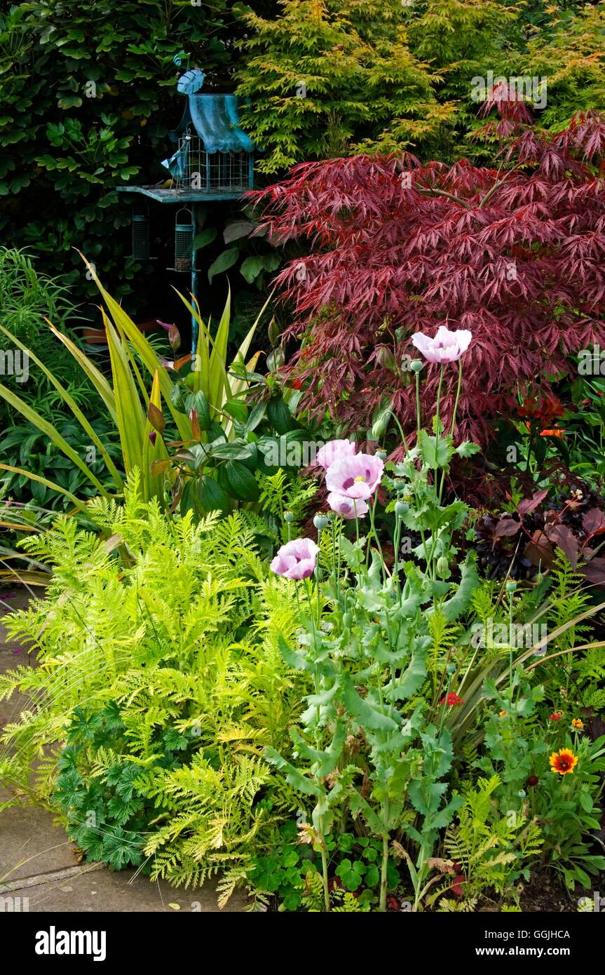 Perennial Border- with Acer Papaver Gaillardia and Tanacetum- - Please ...