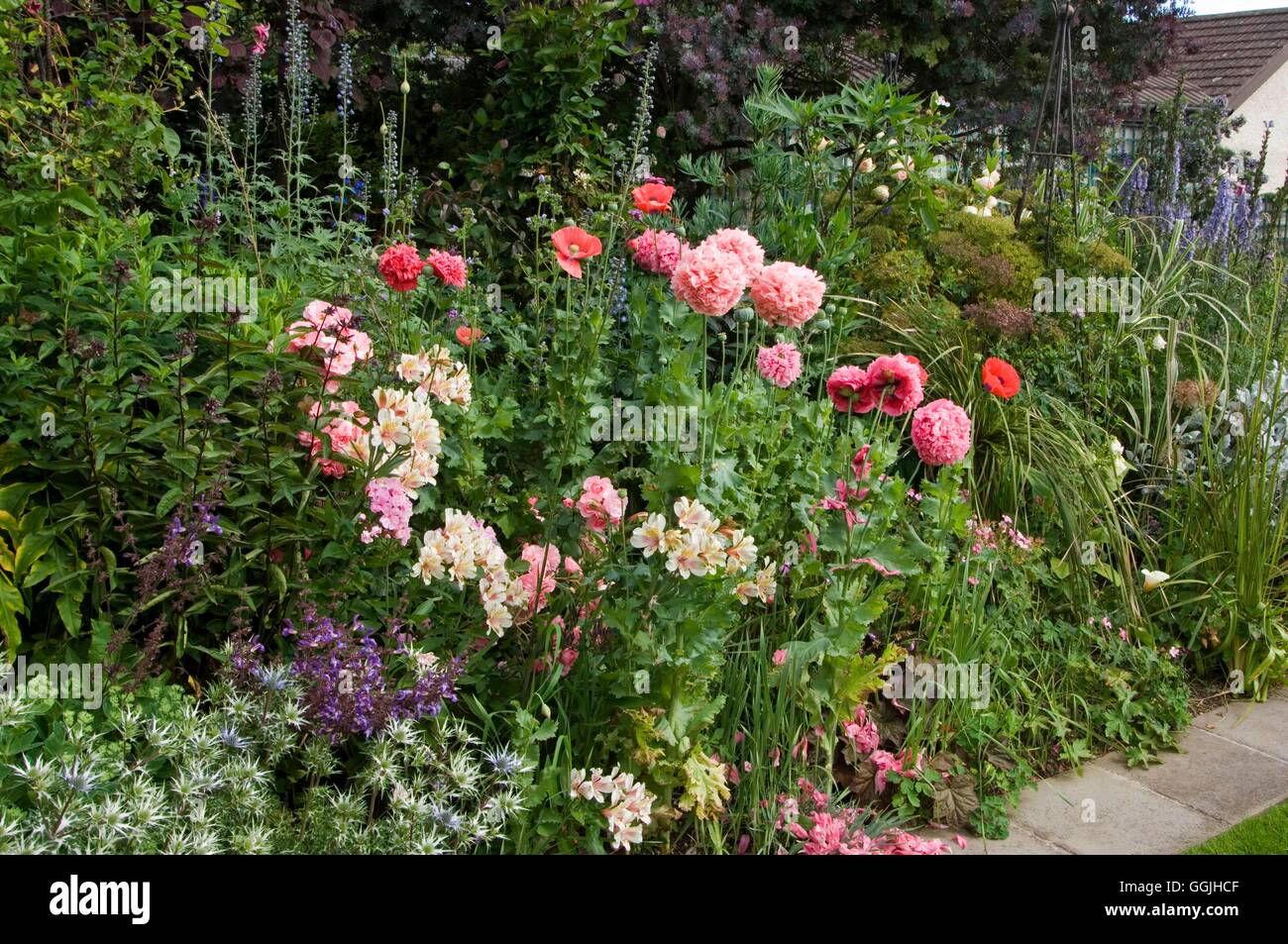 Perennial Border- with Papaver and Alstromeria- - Please credit: Photos ...
