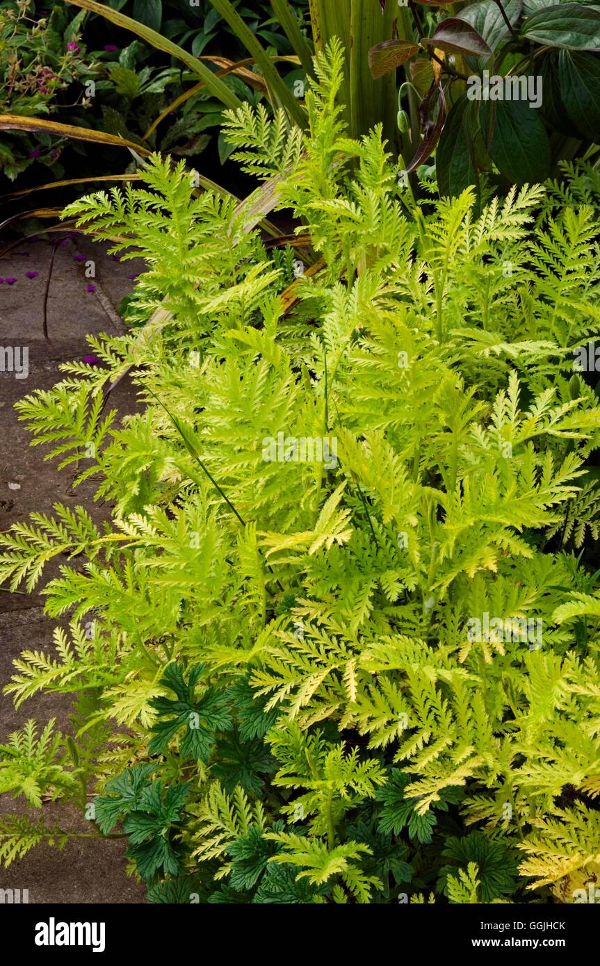 Isla gold hi-res stock photography and images - Alamy