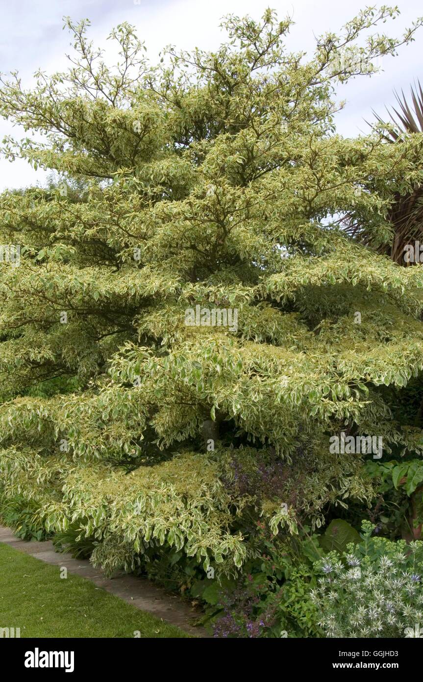 Cornus controversa 'Variegata' MIW253112 Stock Photo - Alamy