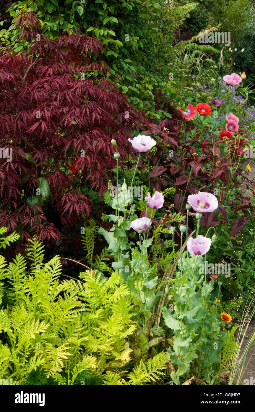 Mixed Border- with Acer Tanacetum and Papaver- - Please credit: Photos ...