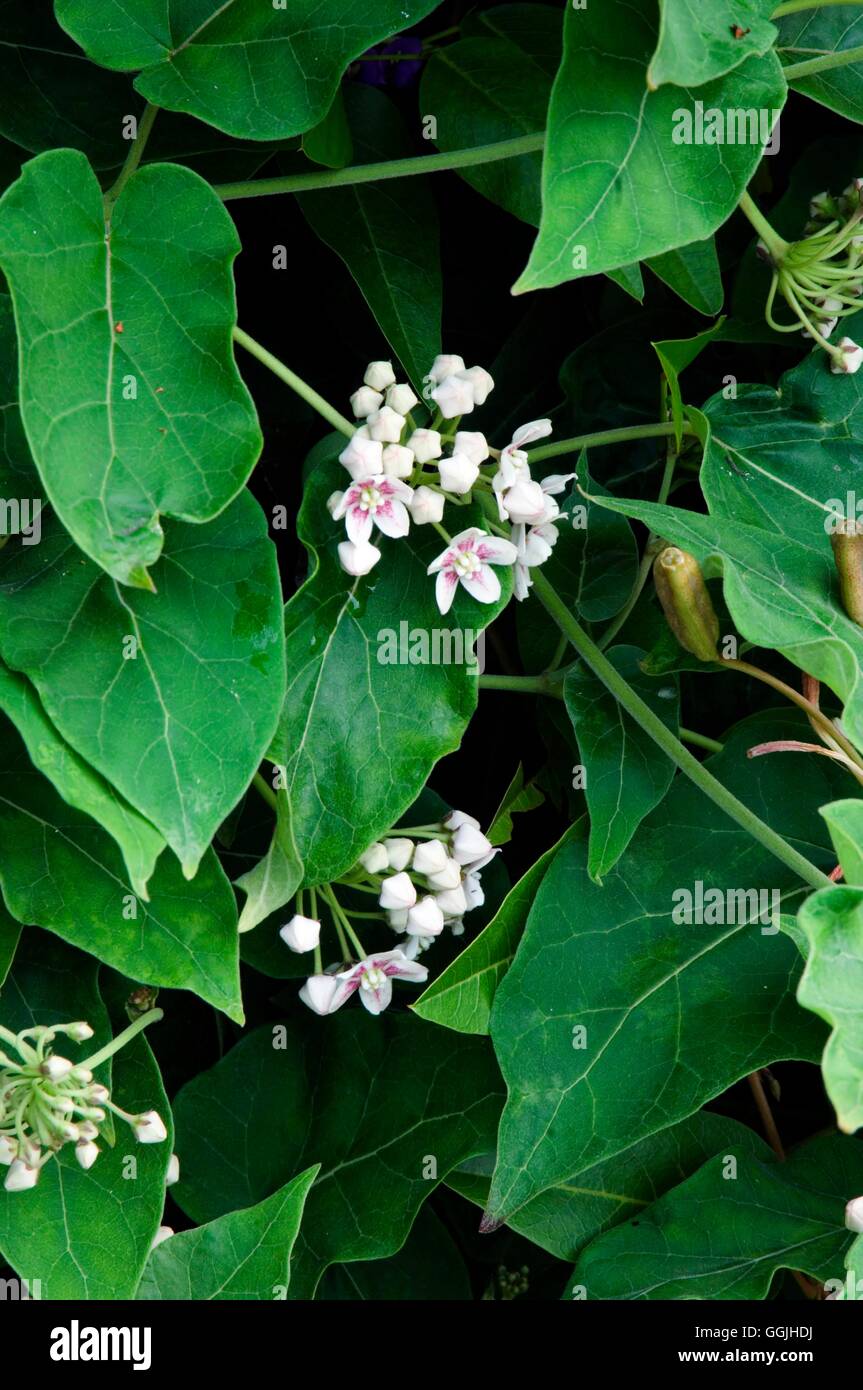 Dregea sinensis- - (Syn Watakaki sinensis) MIW253123 Stock Photo - Alamy