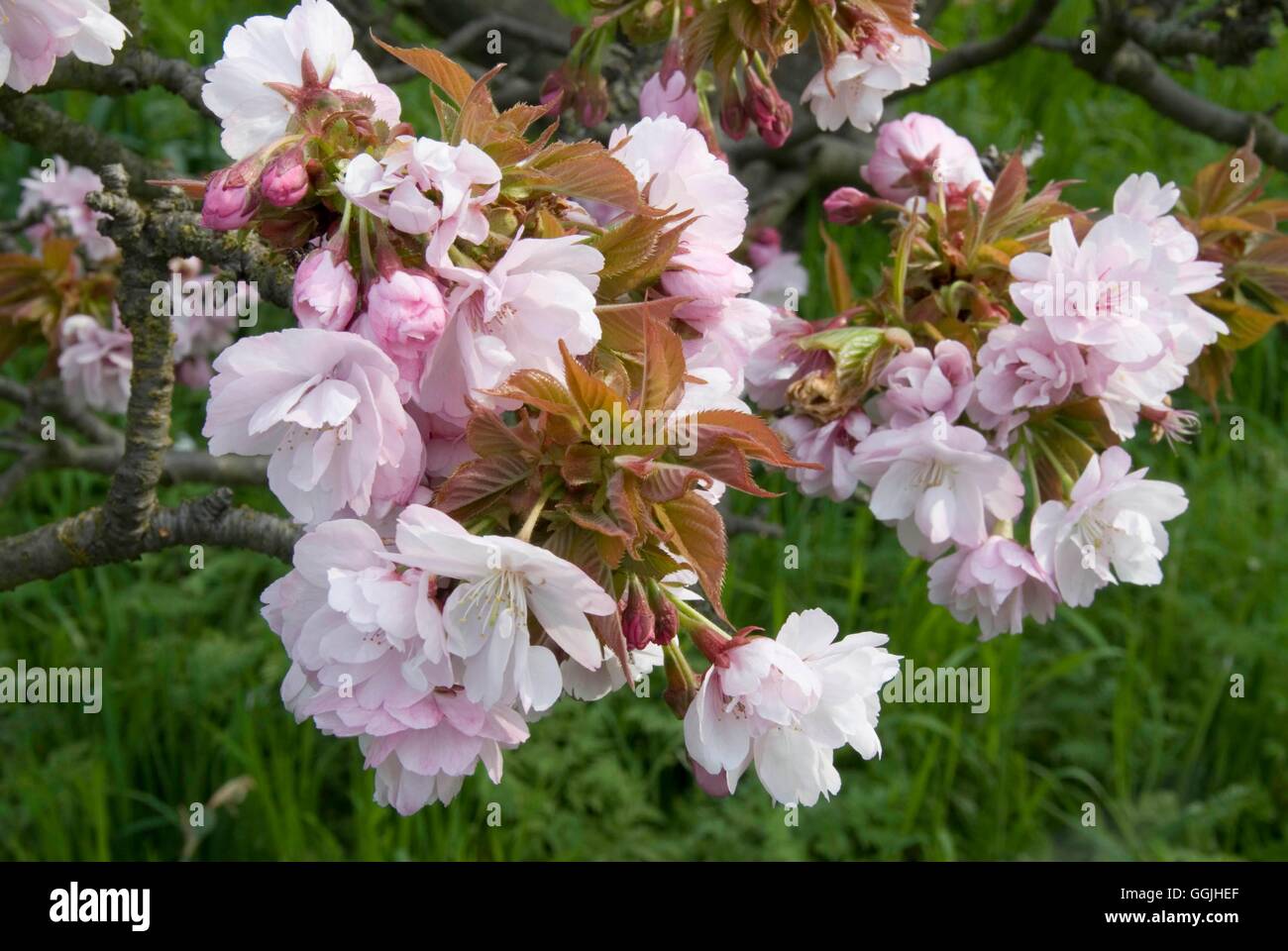 Takasago hi-res stock photography and images - Alamy