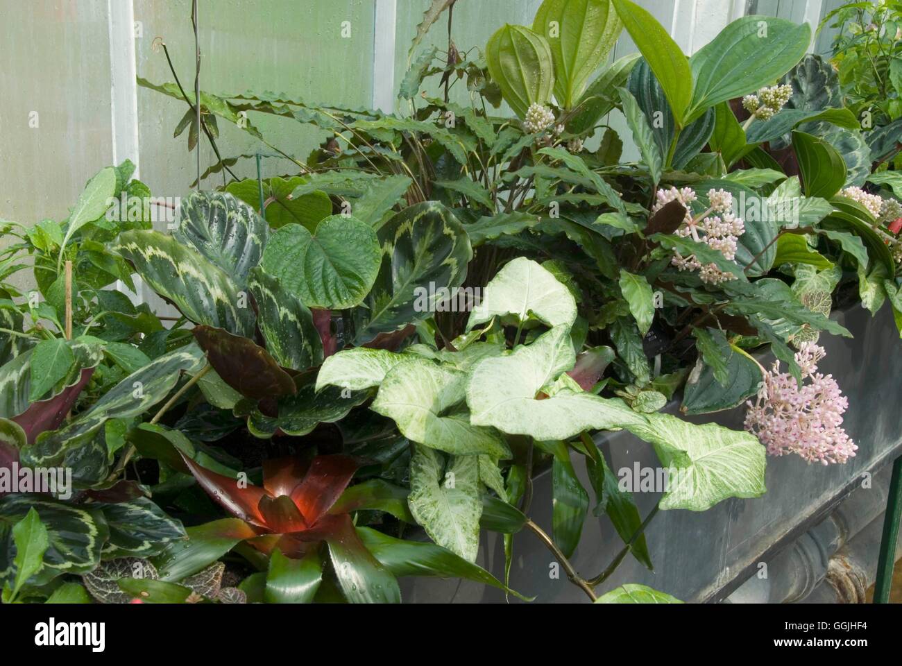 Houseplants mixed MIW253158 Stock Photo - Alamy