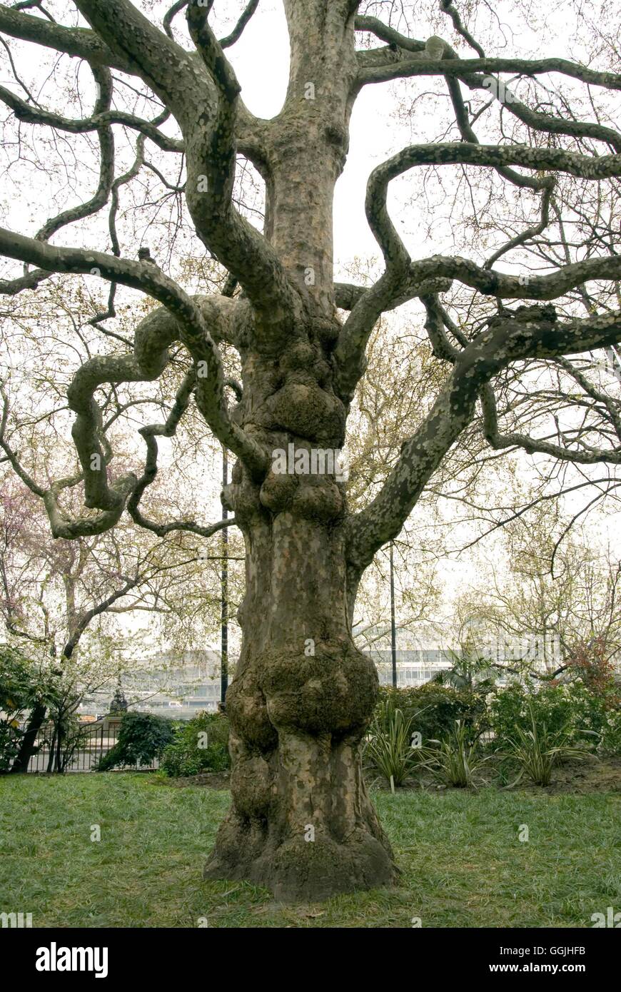 Platanus x hispanica hi-res stock photography and images - Alamy