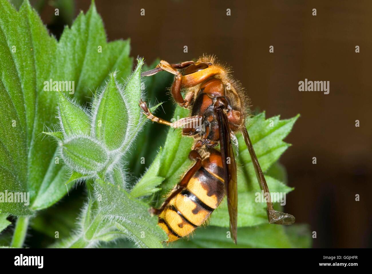 Hornet- - (Vespa crabro) MIW253174 Stock Photo - Alamy