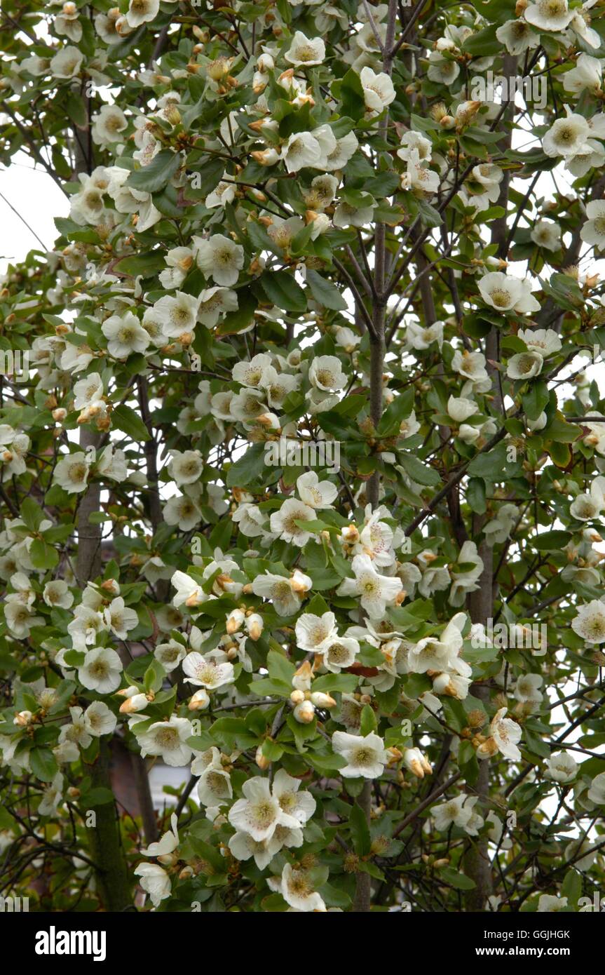 Eucryphia hi-res stock photography and images - Alamy