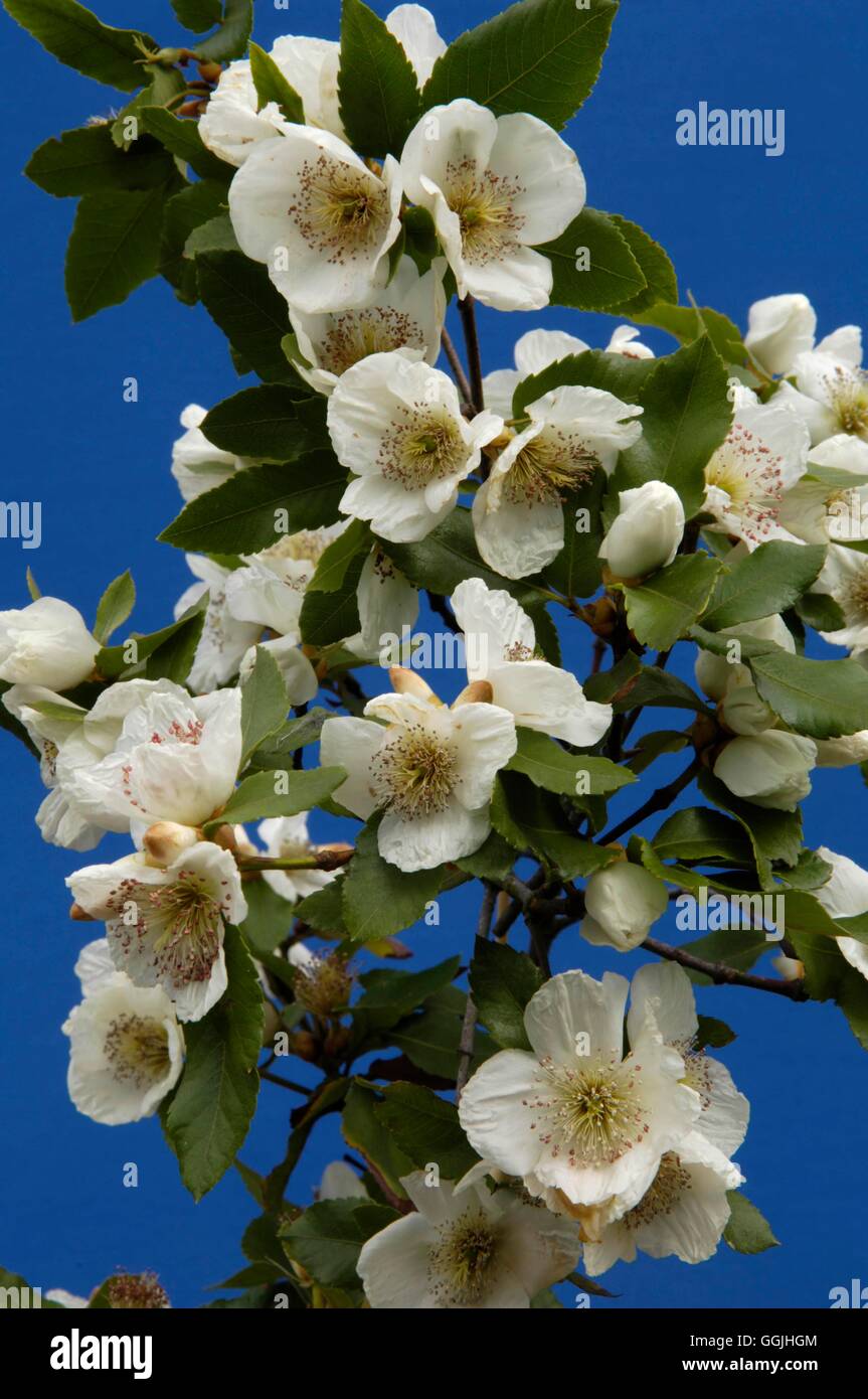Eucryphia hi-res stock photography and images - Alamy