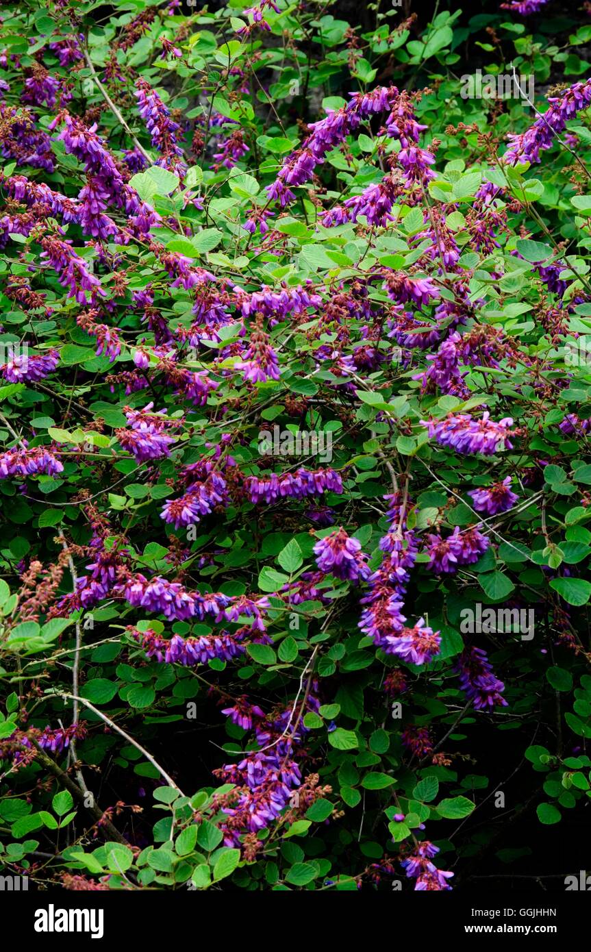 Desmodium spicatum MIW253215 Stock Photo - Alamy